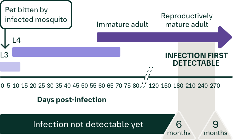 Heartworm Window of Infection Tool